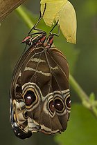 Emergence Blue Morpho from its chrysalis Costa | Biosphoto