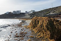 Sargasso (Sargassum sp). The genus Sargassum is | Biosphoto
